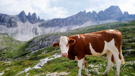 ALPU ZELTA IZLASE Slovēnija, Itālija, Šveice, Francija