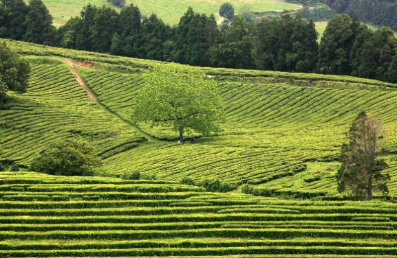 ATLANTIJAS OKEĀNA GLEZNAINĀ AZORU SALAS – FAIALA, PIKU, SAO MIGUEL