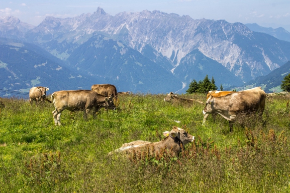 ČETRAS KALNU ZEMES UN BREGENCAS FESTIVĀLS