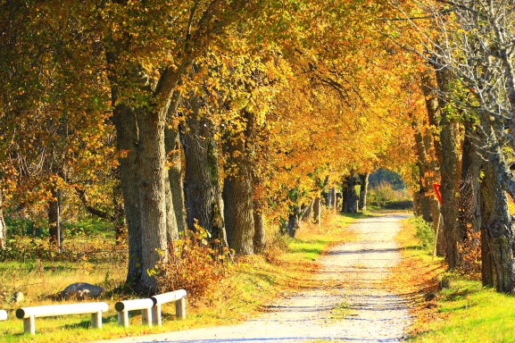 ZELTA RUDENS LIMBAŽU PUSĒ