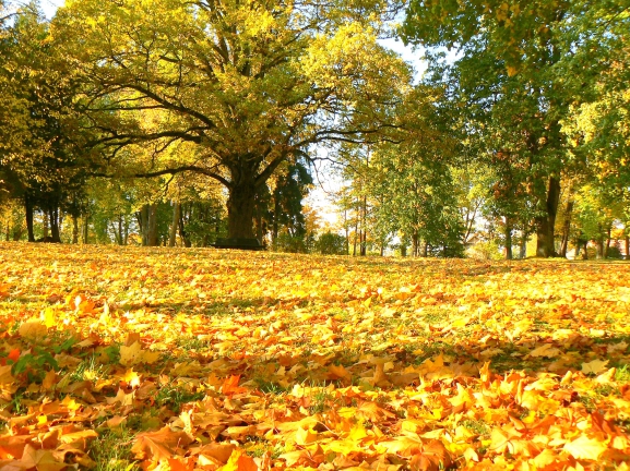 ZELTA RUDENS LIMBAŽU PUSĒ